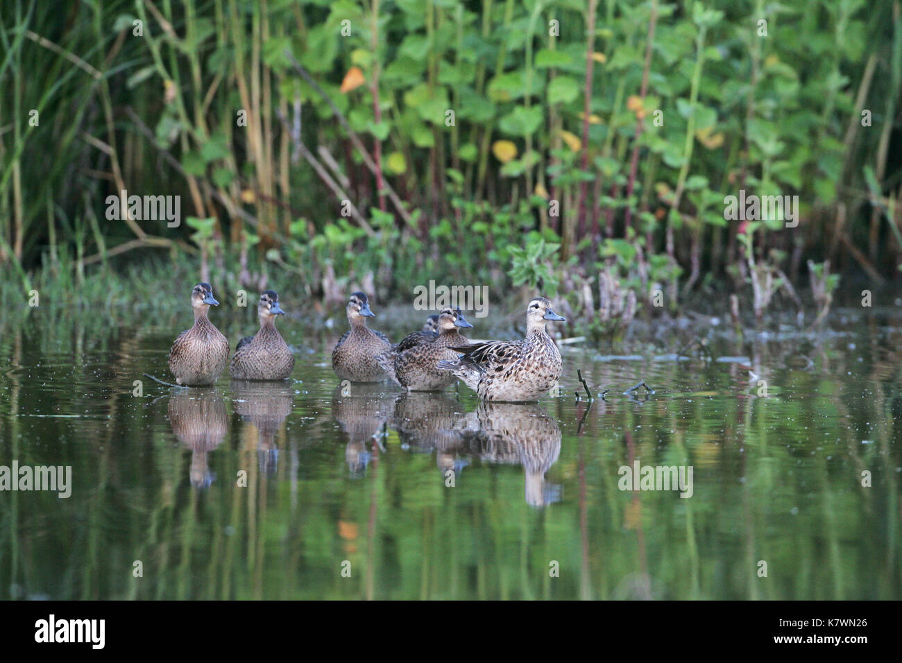 6 ducklings hi-res stock photography and images - Alamy