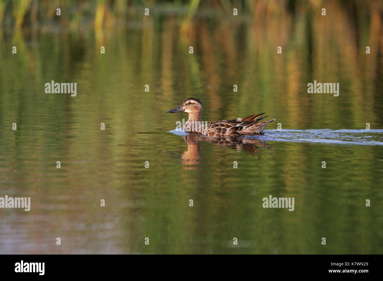 Garganey female duck hi-res stock photography and images - Alamy