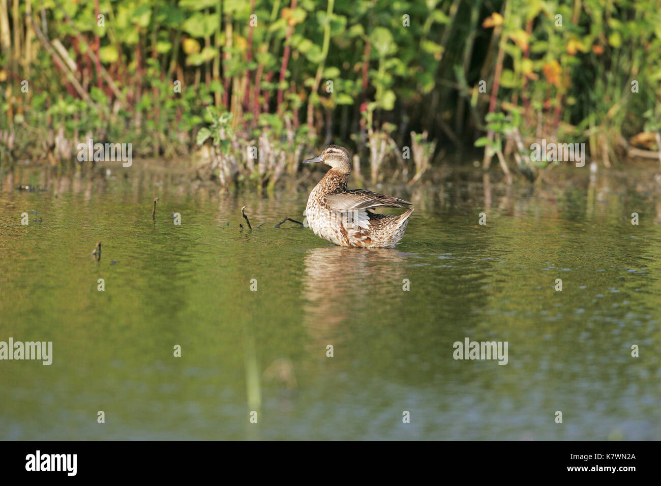 Garganey female duck hi-res stock photography and images - Alamy
