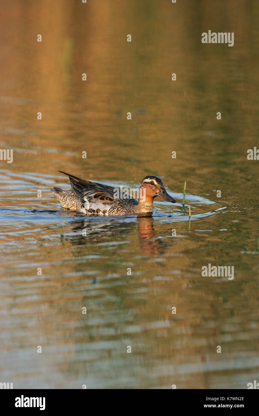 Garganey Anas querquerdula adult male in eclipse plumage in pool near ...