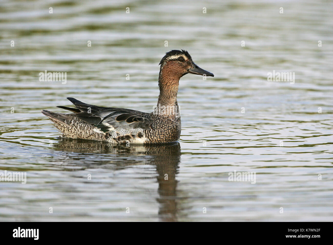 Adult bird in eclipse plumage hi-res stock photography and images - Alamy