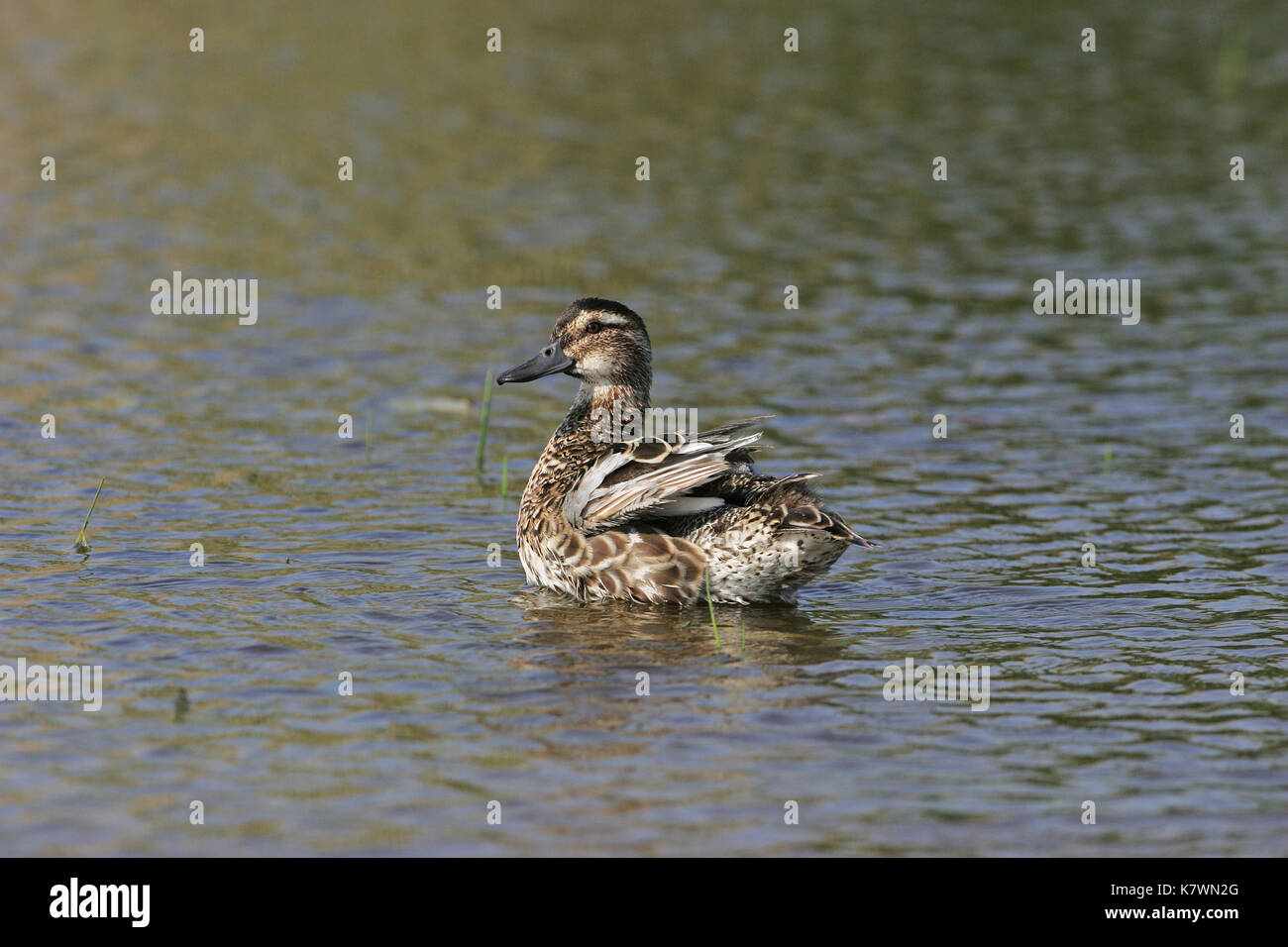Adult bird in eclipse plumage hi-res stock photography and images - Alamy