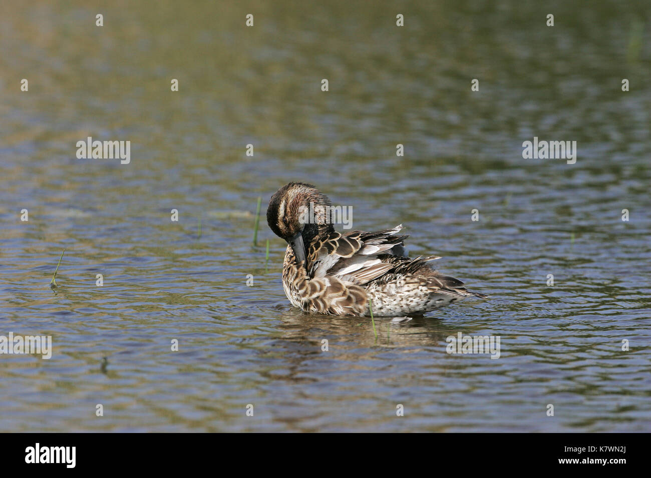 Garganey eclipse hi-res stock photography and images - Alamy