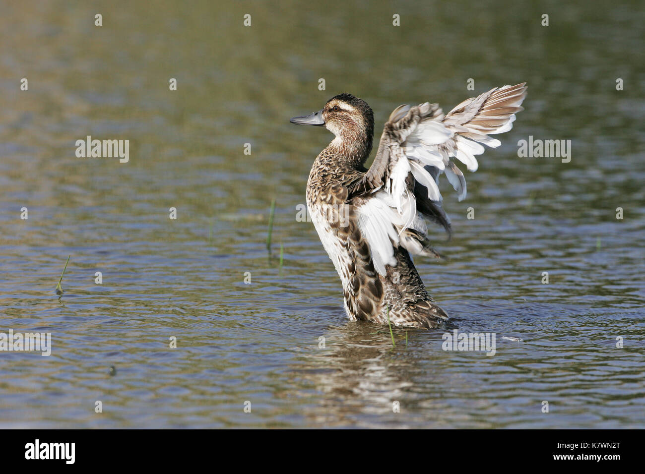 Garganey eclipse hi-res stock photography and images - Alamy