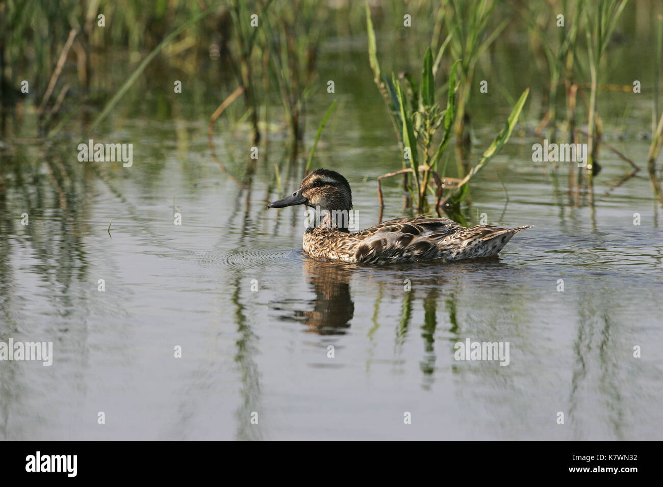 Garganey Anas querquerdula adult male in eclipse plumage swimming in ...