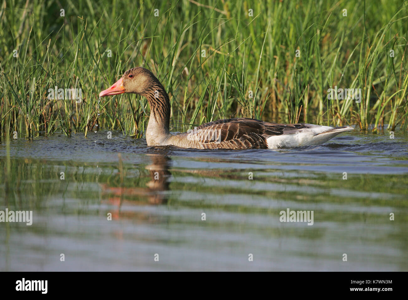 Greylag goose Anser anser adult bathing in marshland pool near ...
