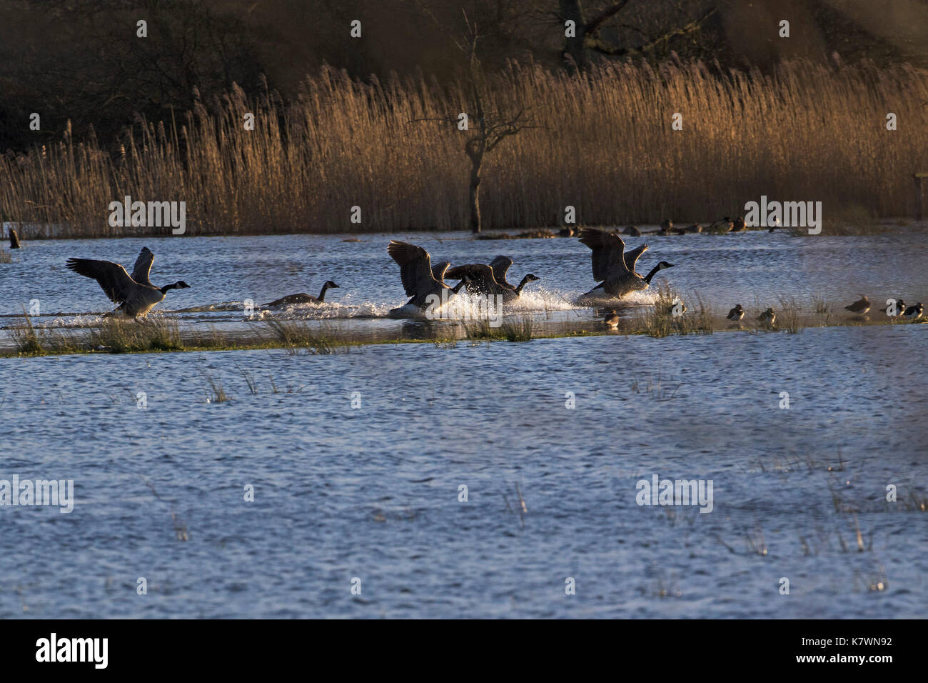 Canada goose Branta canadensis landing Testwood Lakes Hampshire and ...
