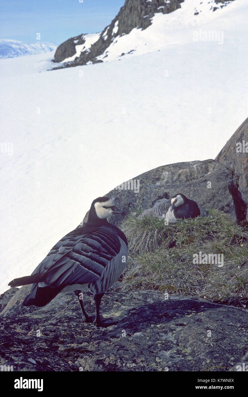 Barnacle goose Branta leucopsisnesting nesting on cliff ledge near ...
