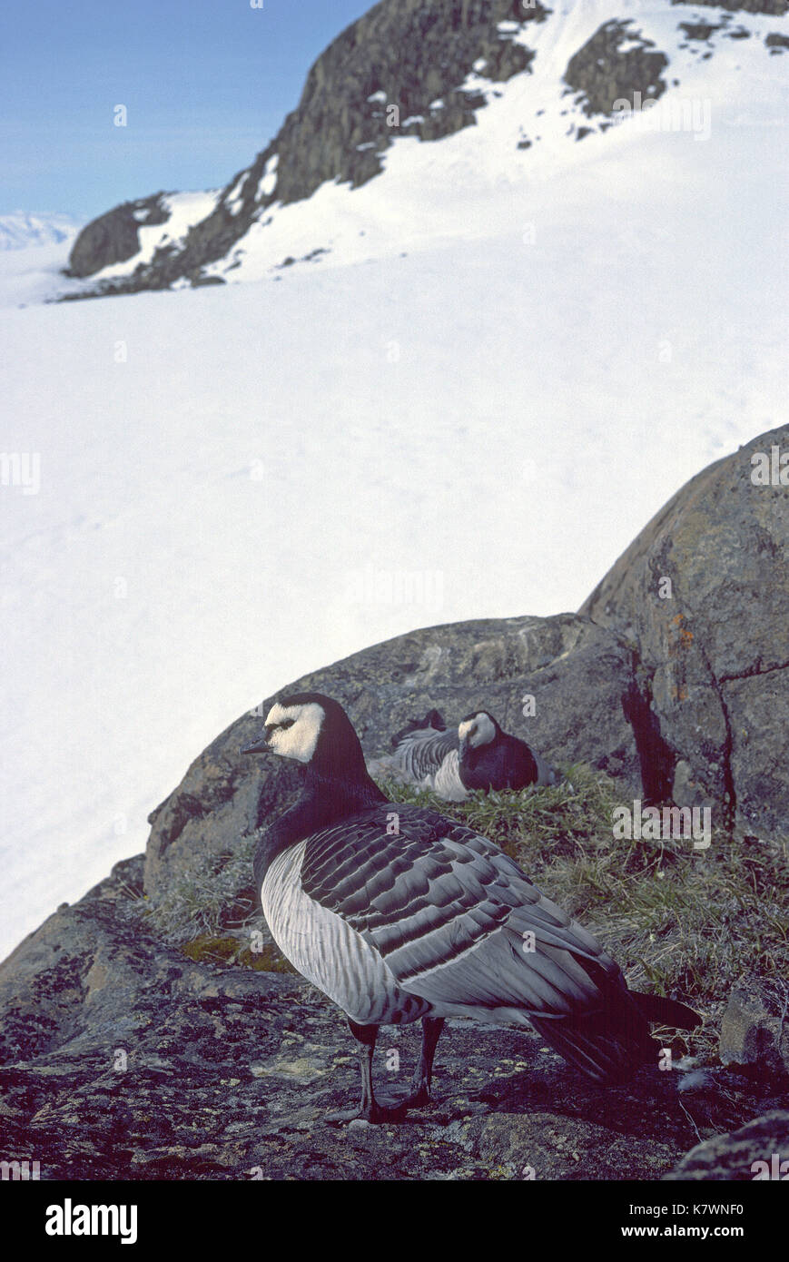 Barnacle goose Branta leucopsisnesting nesting on cliff ledge near ...