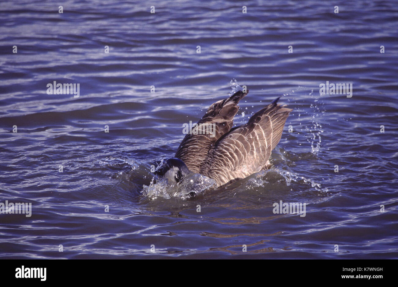 Canada goose Branta canadensis bathing Poole Park Dorset England Stock ...