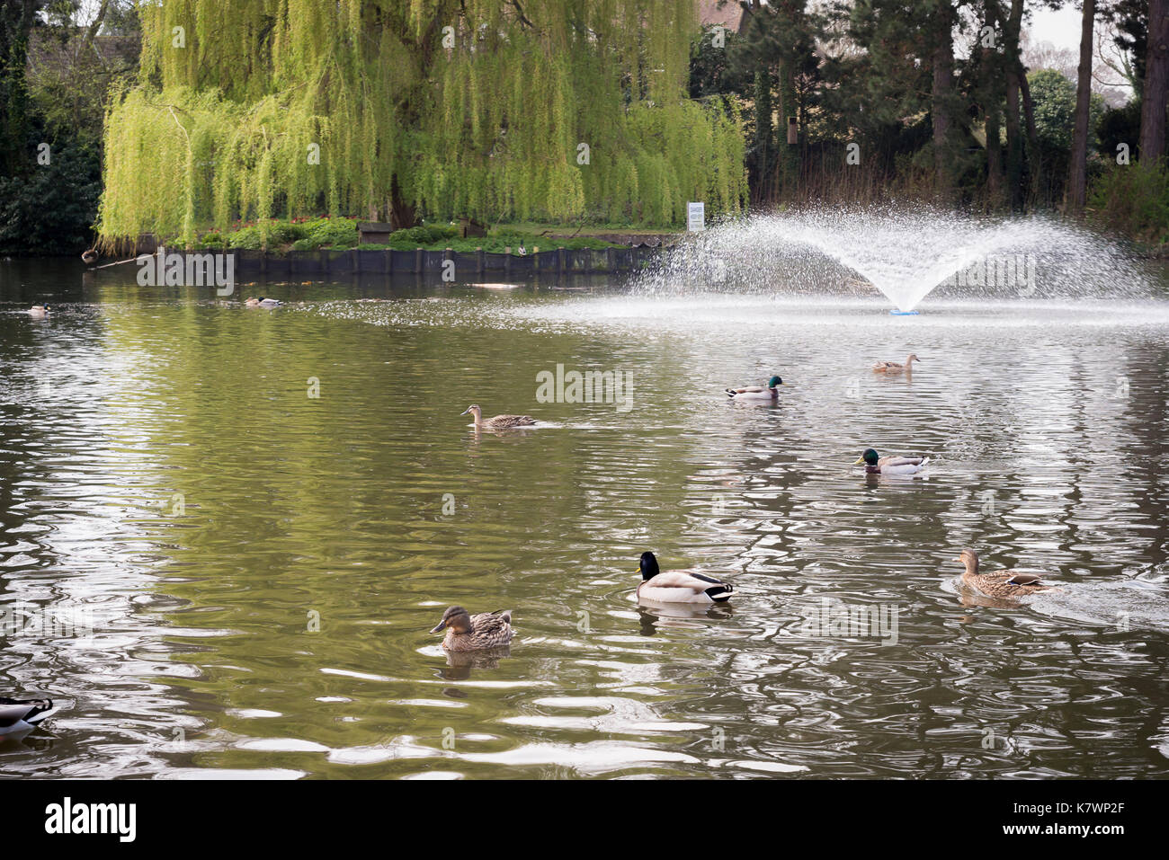 English duck pond hi-res stock photography and images - Alamy