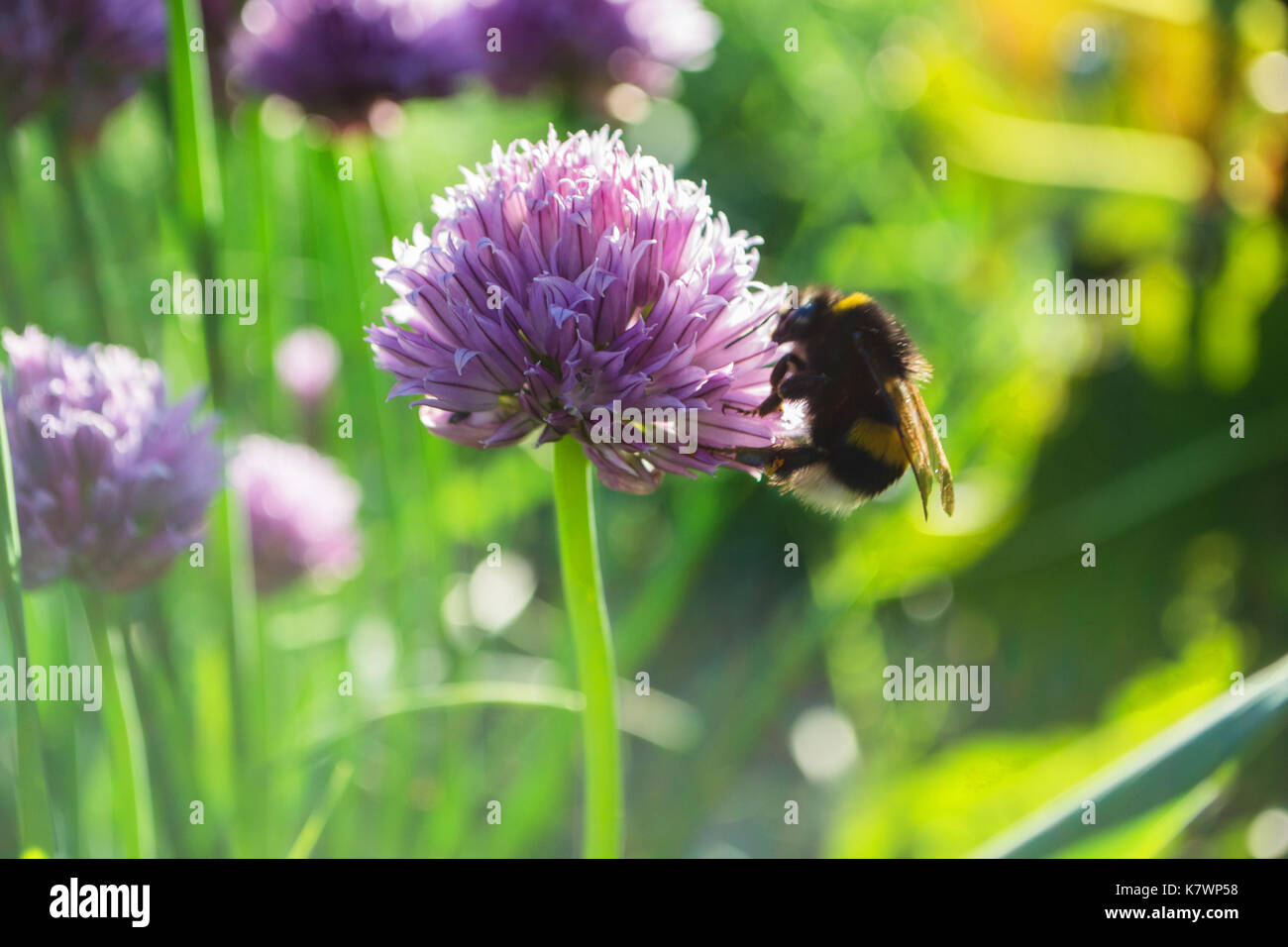 Bee pollinating a flower Stock Photo - Alamy