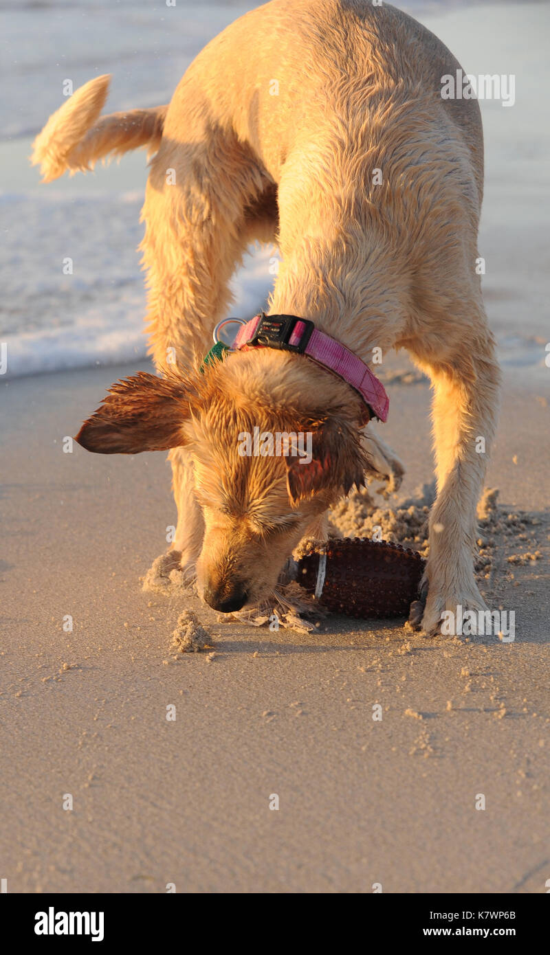 Dog catching ball in water hi-res stock photography and images - Alamy