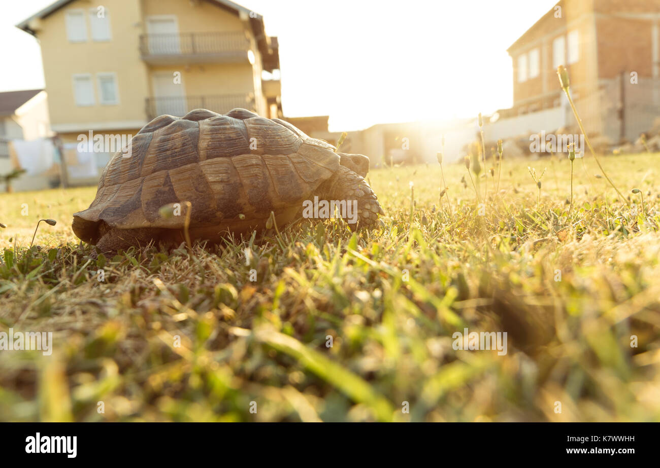 Tortoise garden grass reptile hi-res stock photography and images - Alamy