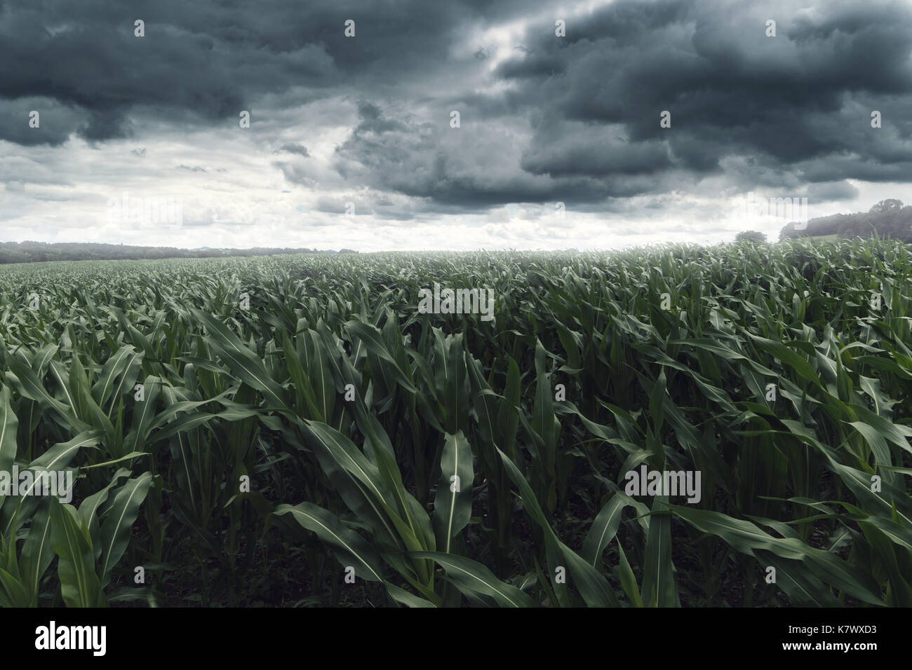 green maize field in front of dramatic clouds Stock Photo - Alamy
