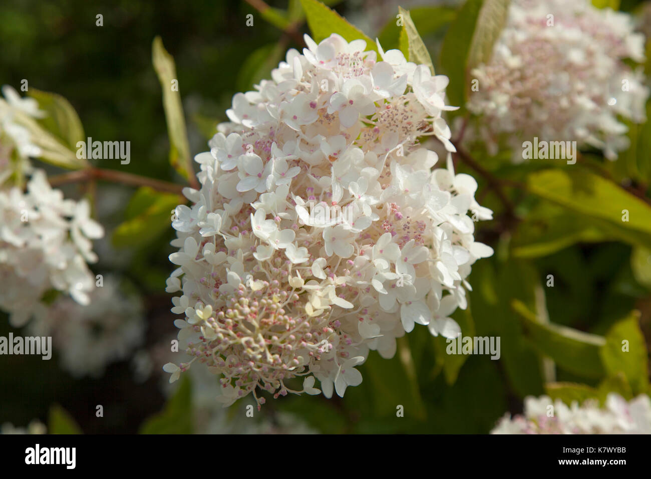 Panicle hydrangea hydrangea paniculata pink hi-res stock photography ...