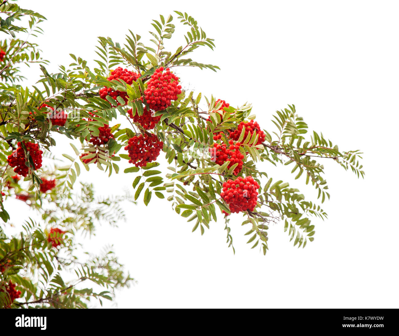 mountain ash branch isolated on white background Stock Photo - Alamy