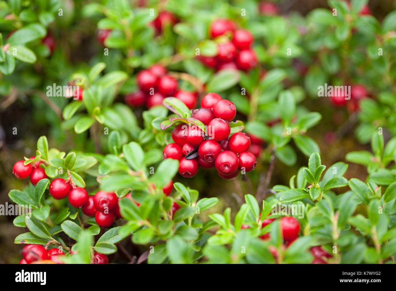 foraging background with edible berries, Finland, summer Stock Photo ...