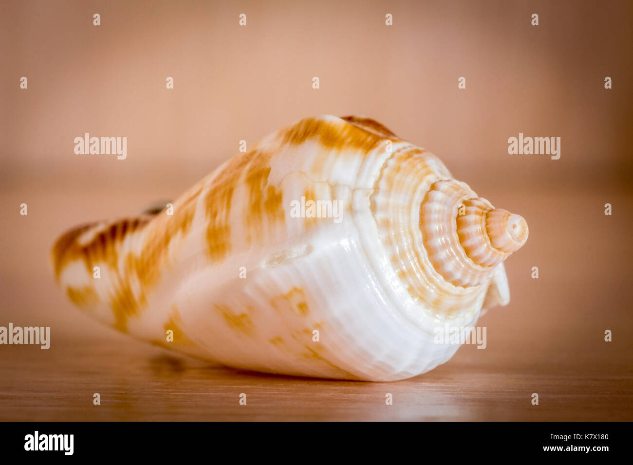 Large beige seashell close-up Stock Photo - Alamy
