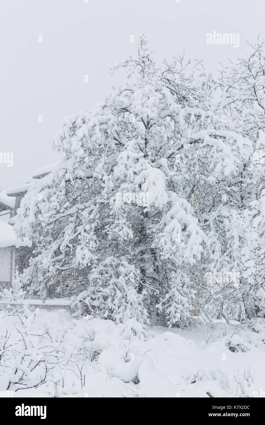 Heavy branch hi-res stock photography and images - Alamy