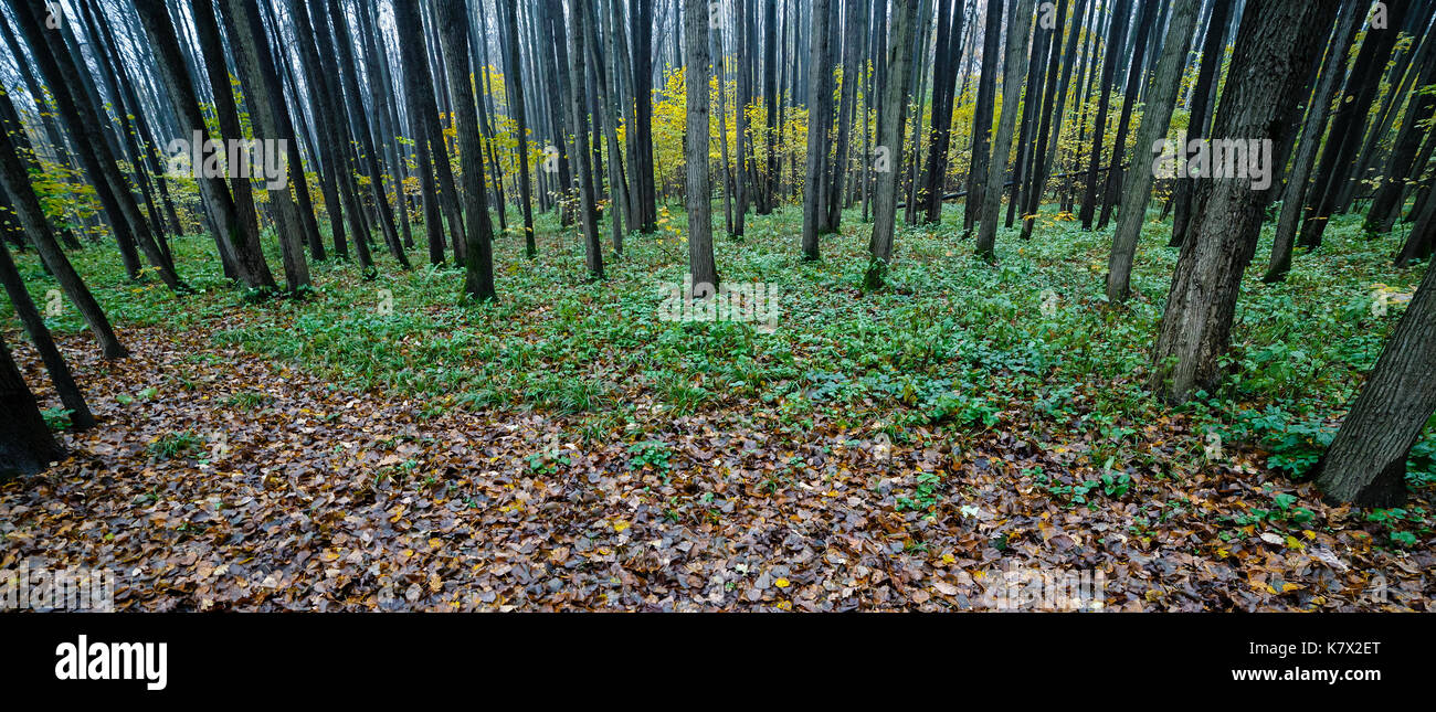 Fall season in the deciduous wood Stock Photo - Alamy