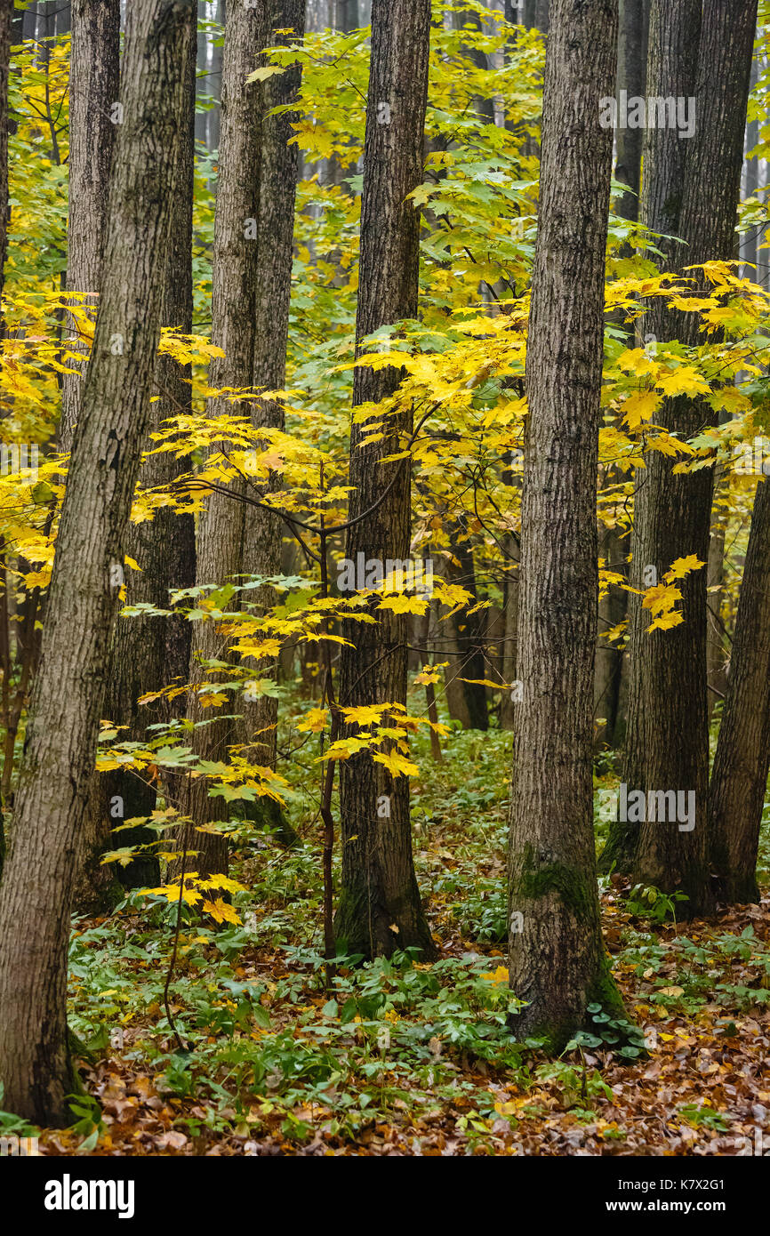Stem season hi-res stock photography and images - Alamy
