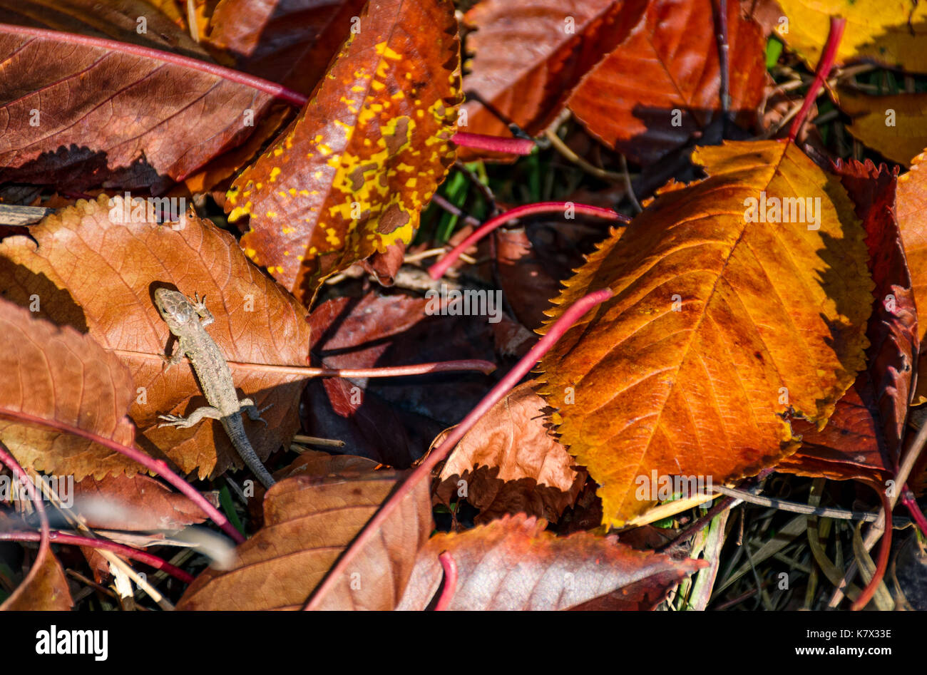 Lovely leaf hi-res stock photography and images - Alamy