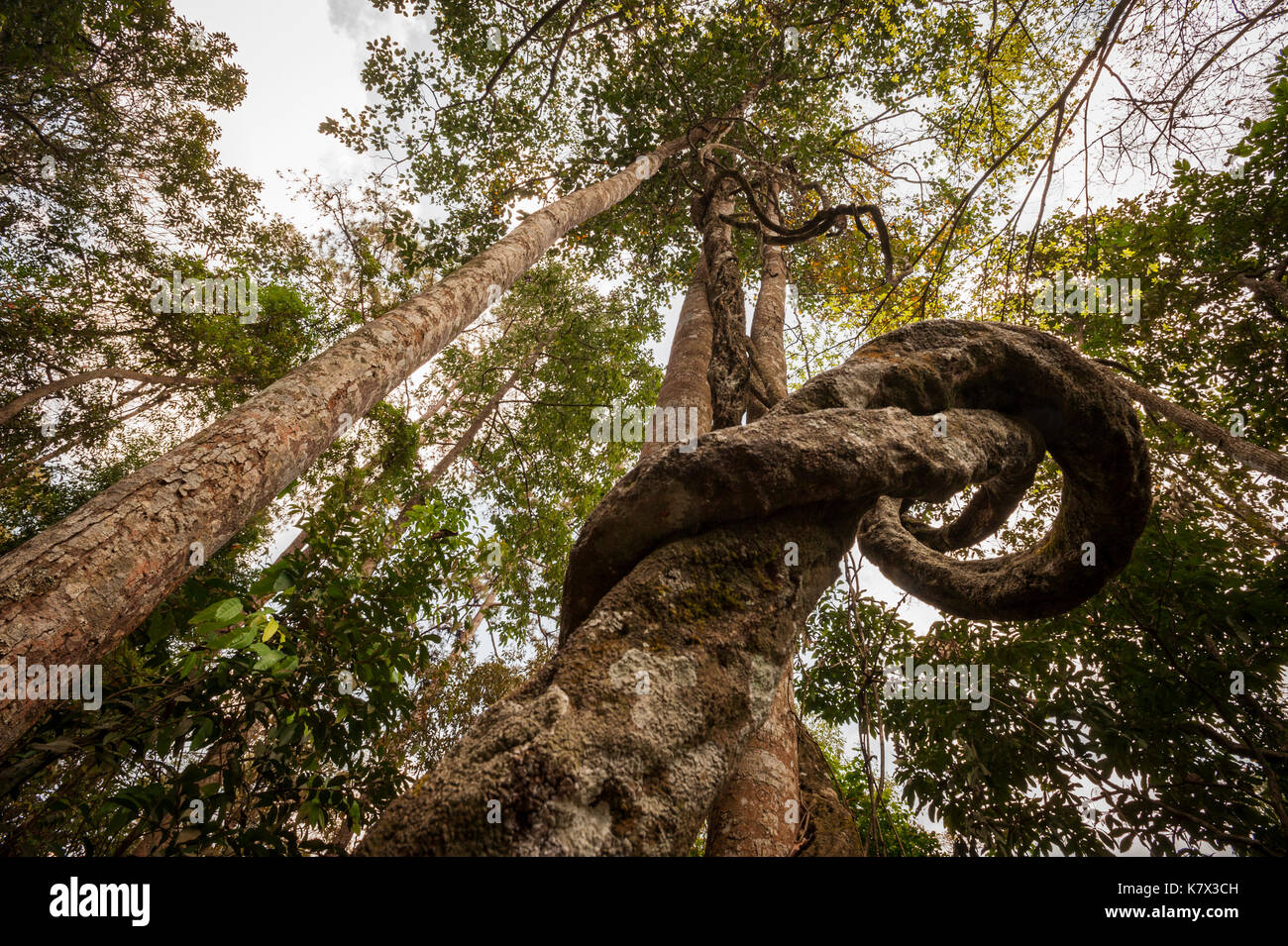 Coil tree hi-res stock photography and images - Alamy