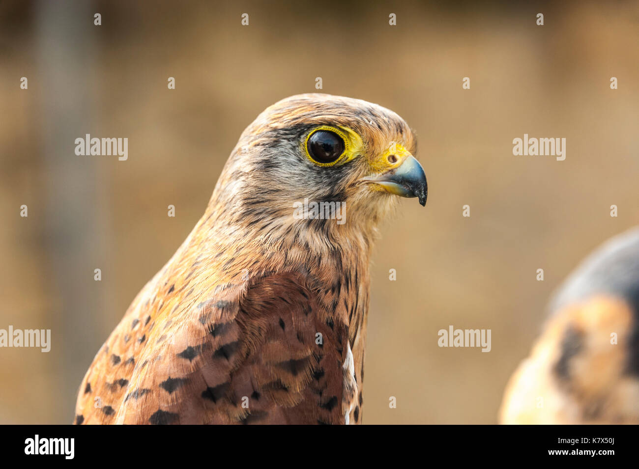 common kestrel, Falco tinnunculus, side view Stock Photo - Alamy