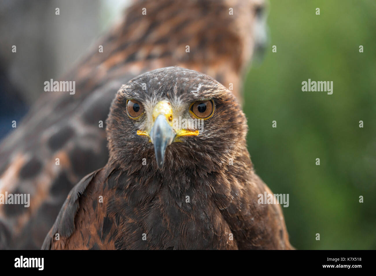 Bird front view hi-res stock photography and images - Alamy