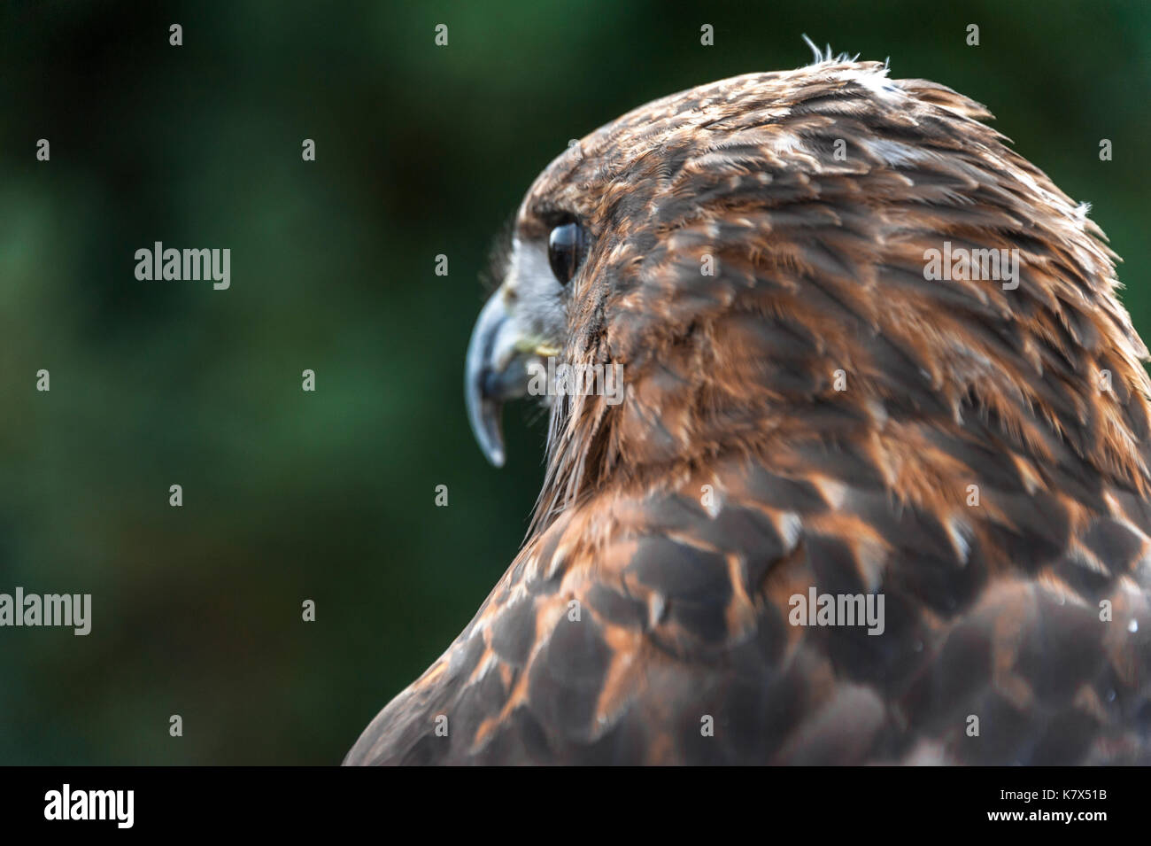 Buteo bird, buzzard bird, side view Stock Photo - Alamy