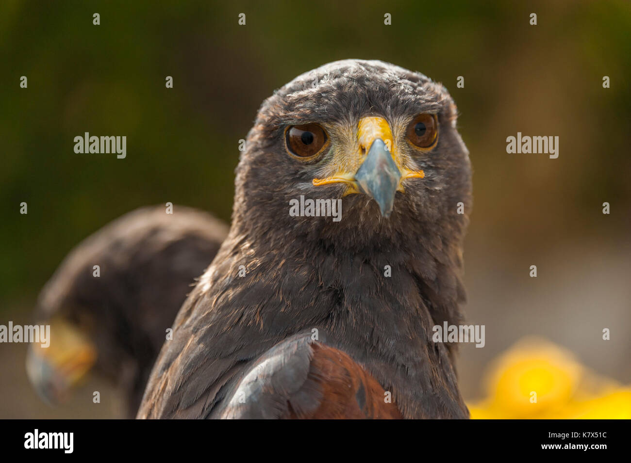 Buteo bird, buzzard bird, front view Stock Photo - Alamy