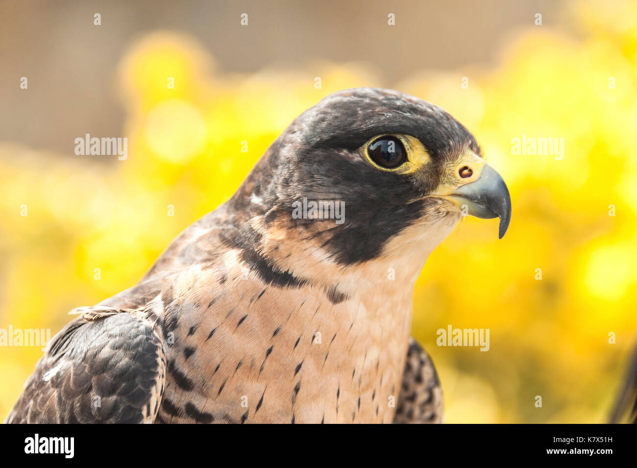 Peregrine portrait falcon hi-res stock photography and images - Alamy