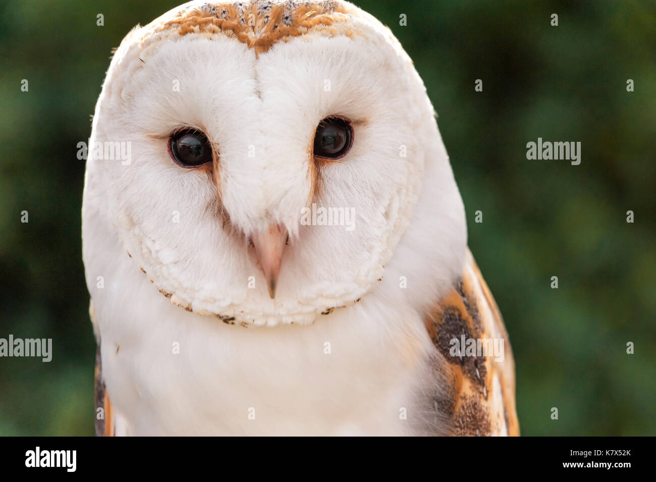 Barn Owl, Tyto alba, front view Stock Photo - Alamy