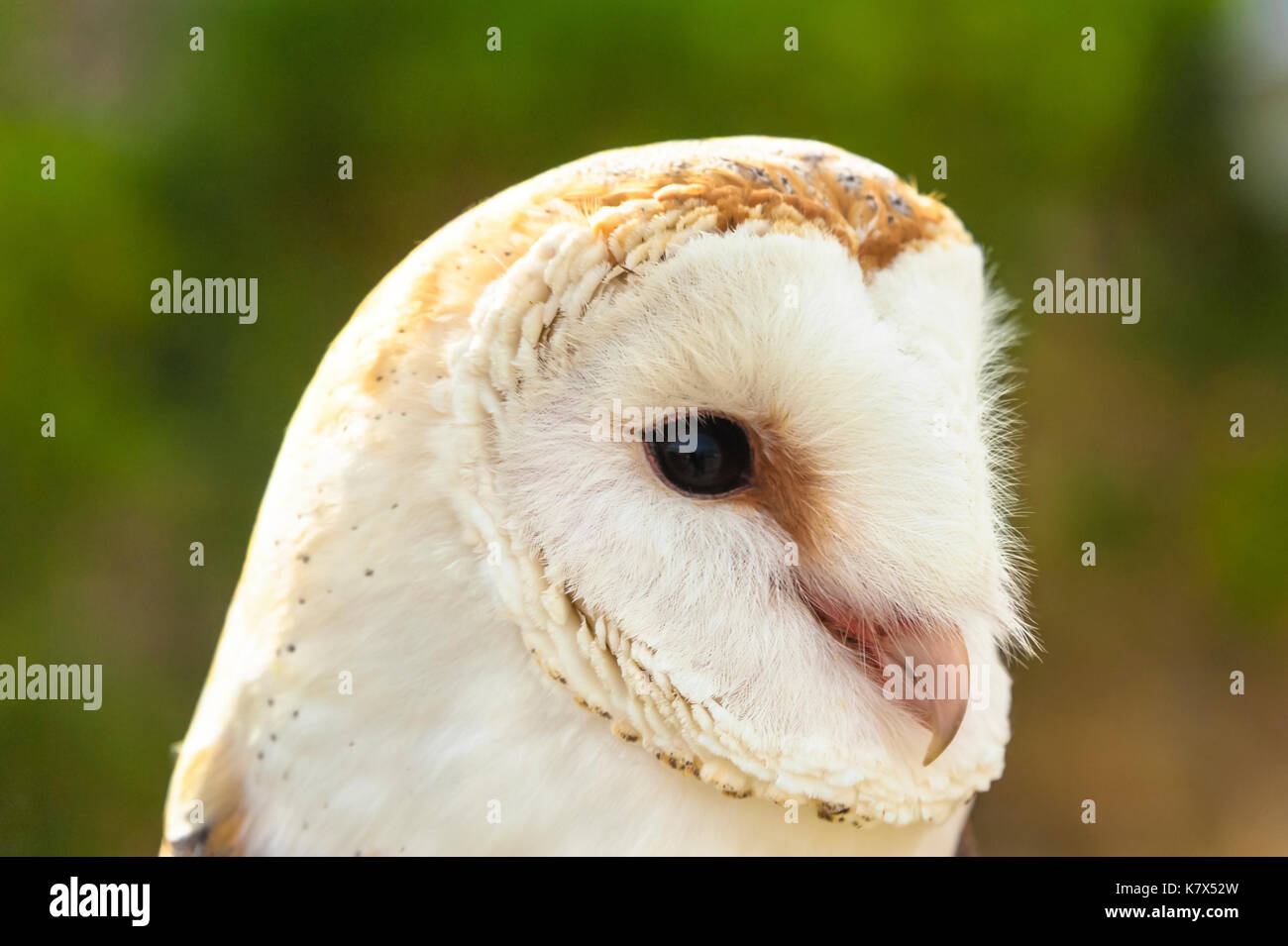 Barn owl side portrait hi-res stock photography and images - Alamy