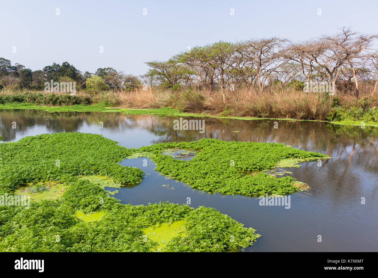 Blue green algae river hi-res stock photography and images - Alamy
