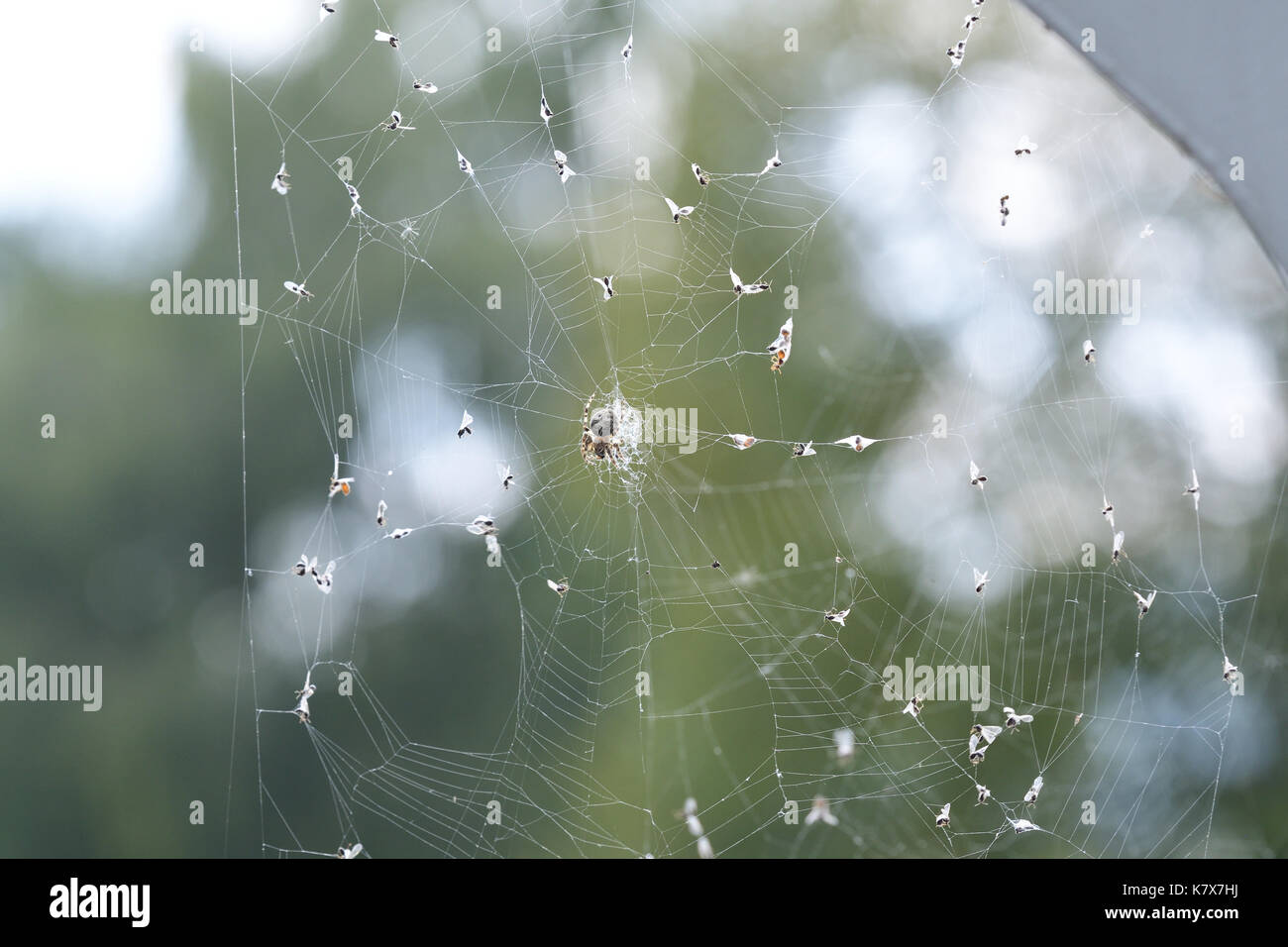 spider hunting the fly on his his web spider hunting the fly on his his ...