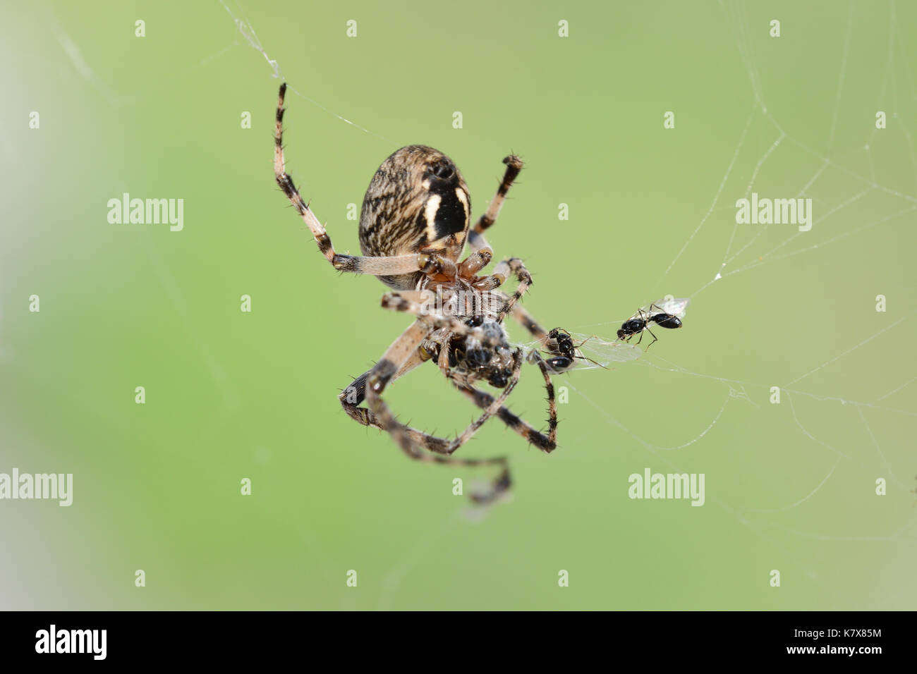spider hunting the fly on his his web spider hunting the fly on his his ...