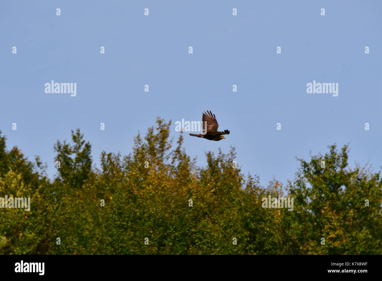 predatory hawk flying over the forest Stock Photo - Alamy