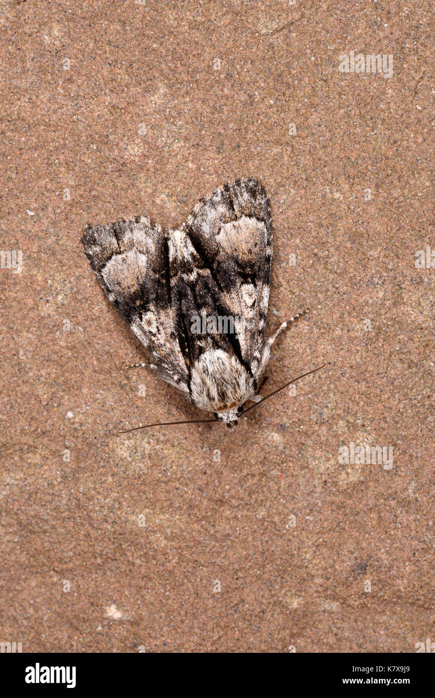 Alder moth hi-res stock photography and images - Alamy