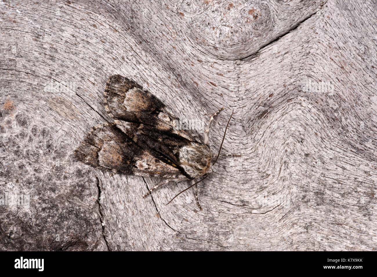 Alder Moth (Acronicta alni) adult at rest on tree trunk, Monmouth ...