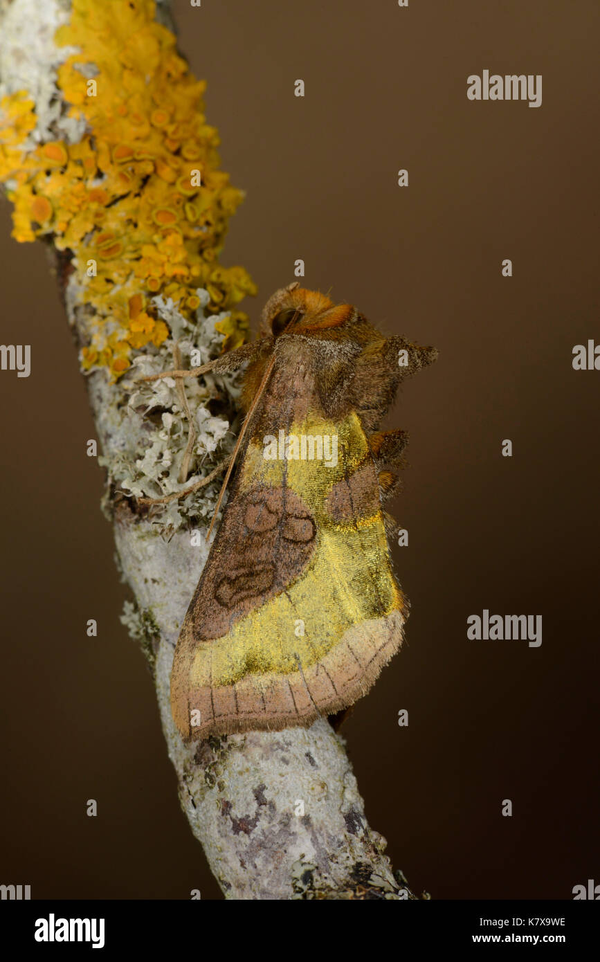 Burnished Brass Moth (Diachrysia chrysitis) adult at rest on lichen ...