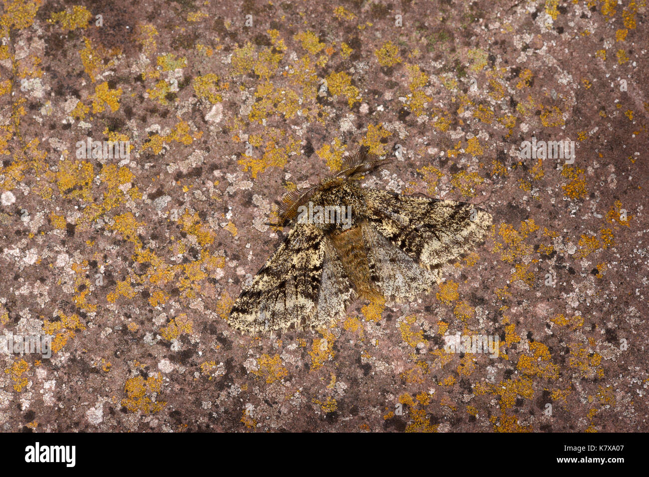 Brindled Beauty Moth (Lycia hirtaria) adult at rest on lichen covered ...