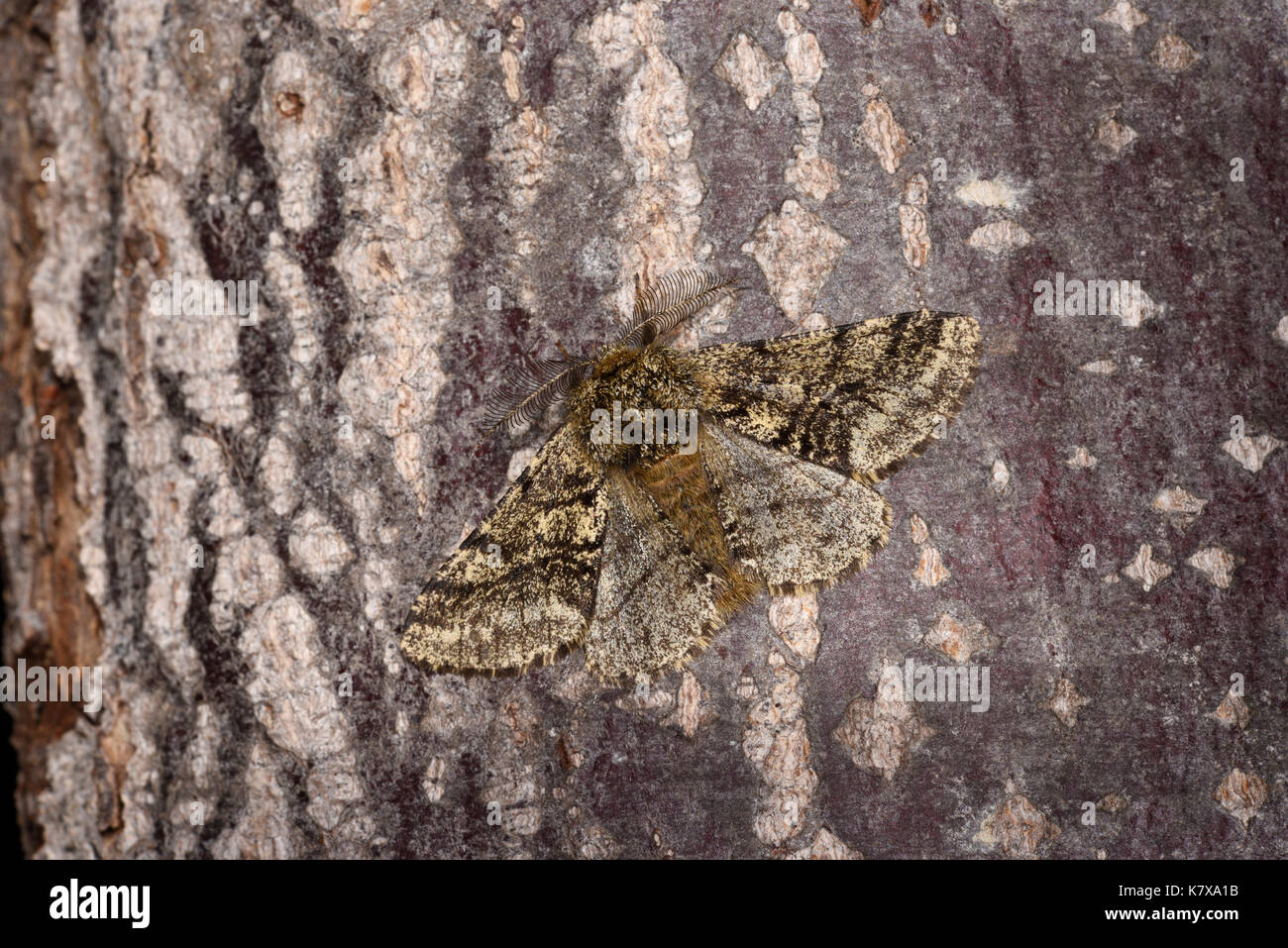 Brindled beauty hi-res stock photography and images - Alamy