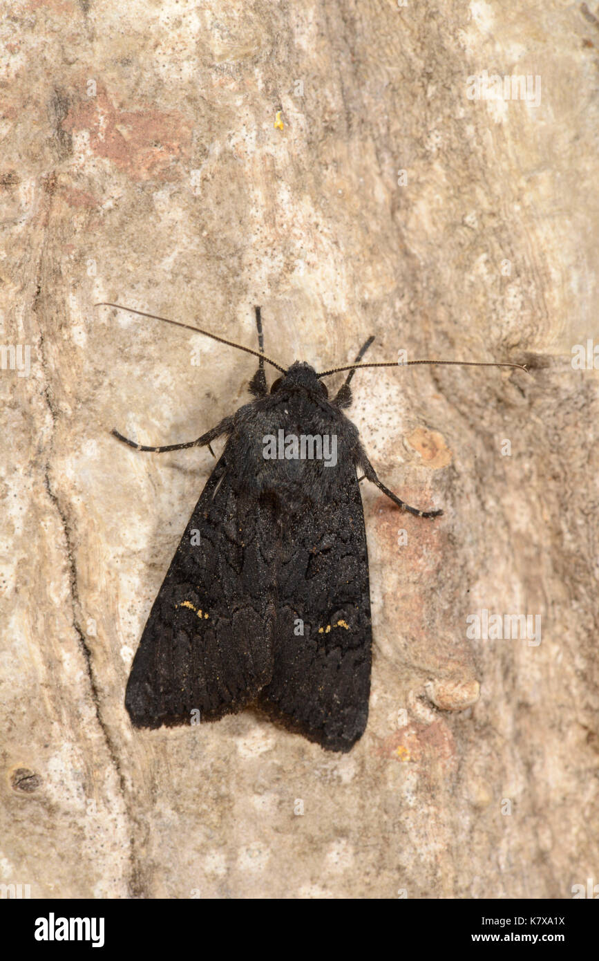 Black rustic moth hi-res stock photography and images - Alamy
