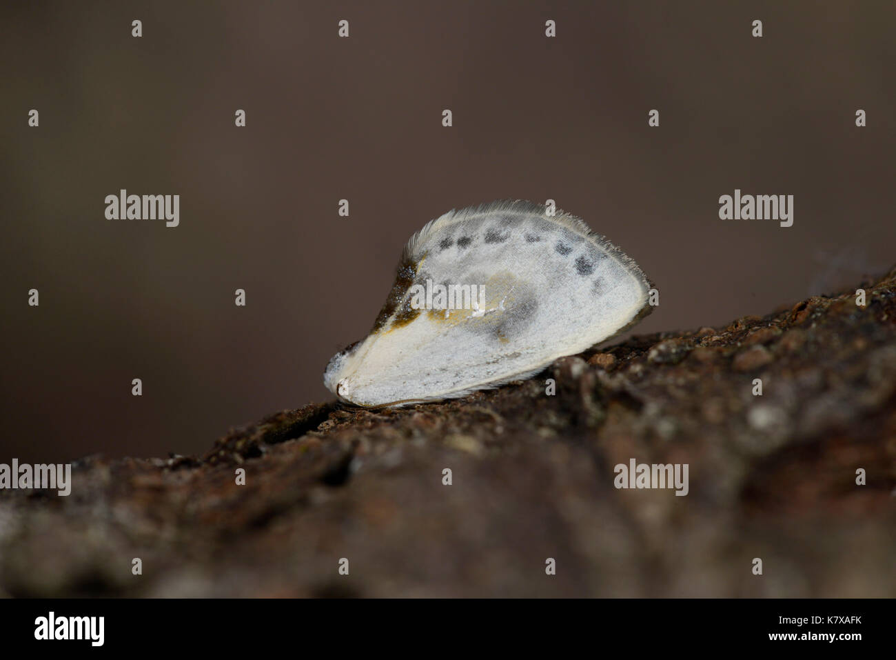 Chinese Character Moth (Cilix glaucata) adult at rest on branch ...