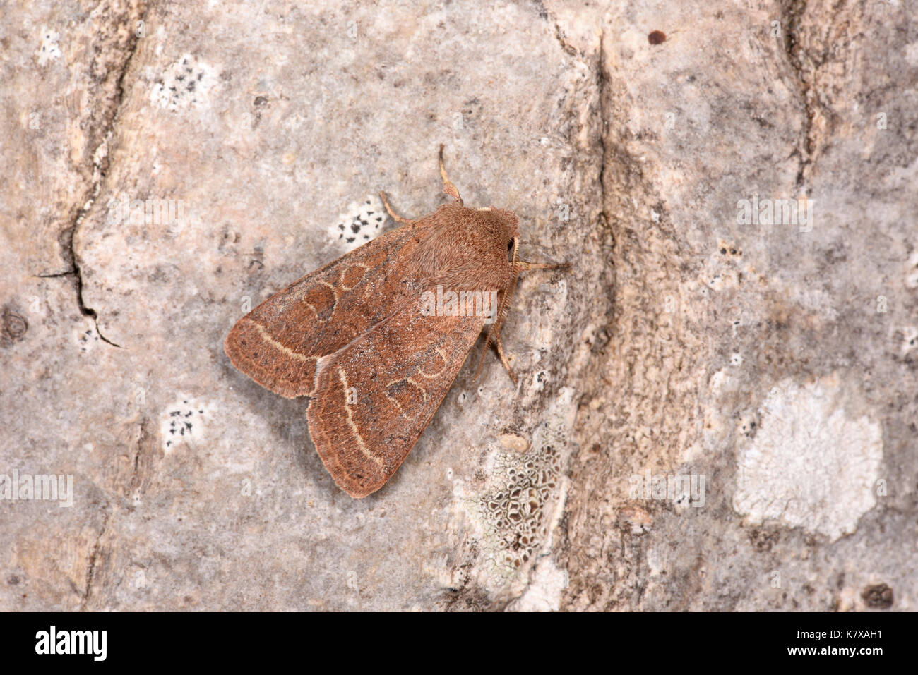 Common Quaker Moth ( Orthosia cerasi) adult at rest on tree trunk ...