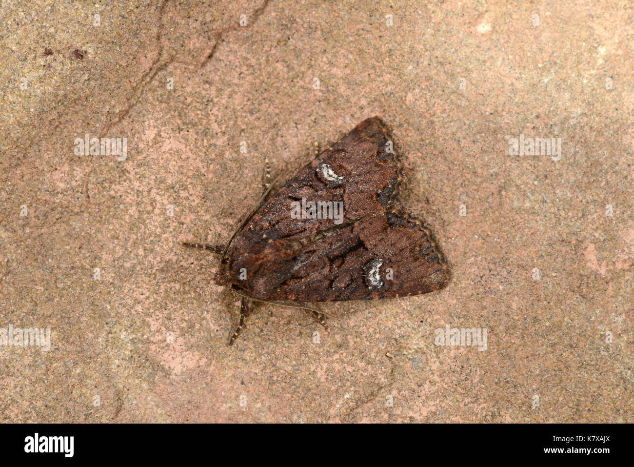 The Crescent Moth (Celaena leucostigma) adult at rest, Monmouth, Wales ...