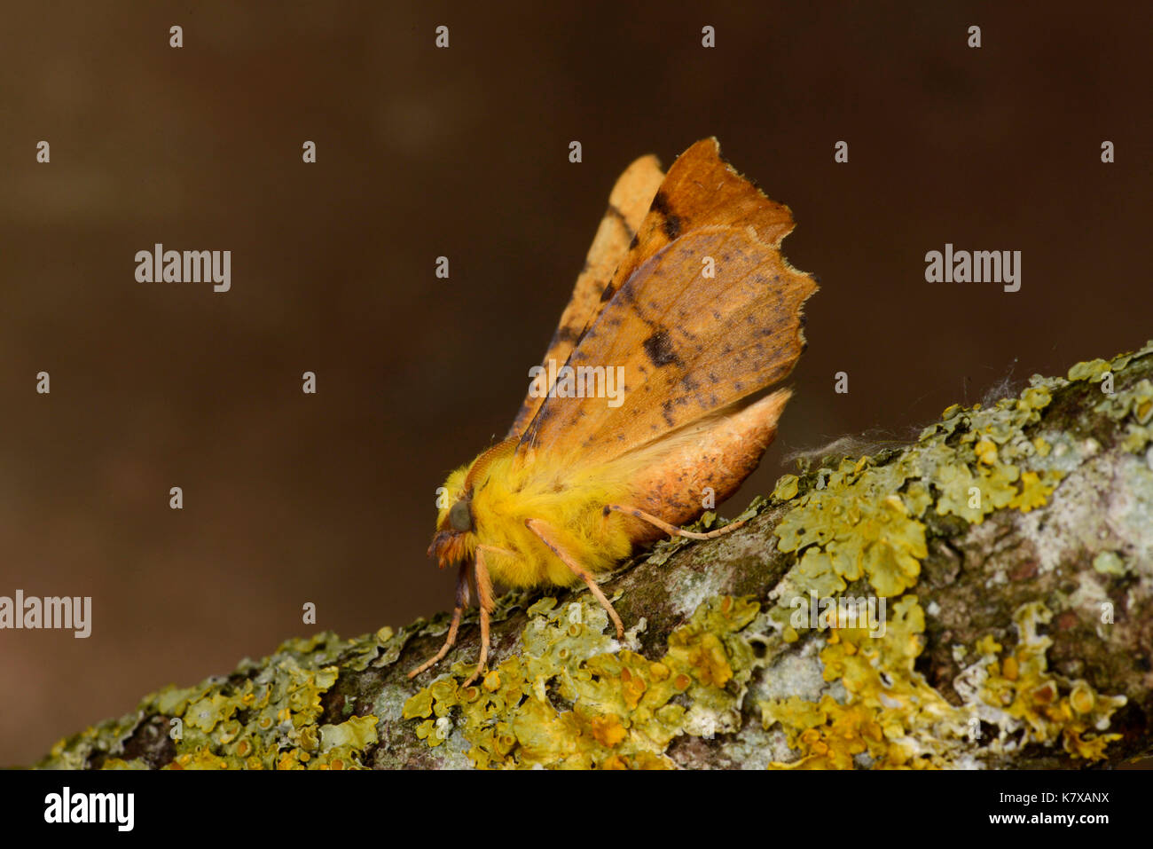 August thorn moth hi-res stock photography and images - Alamy