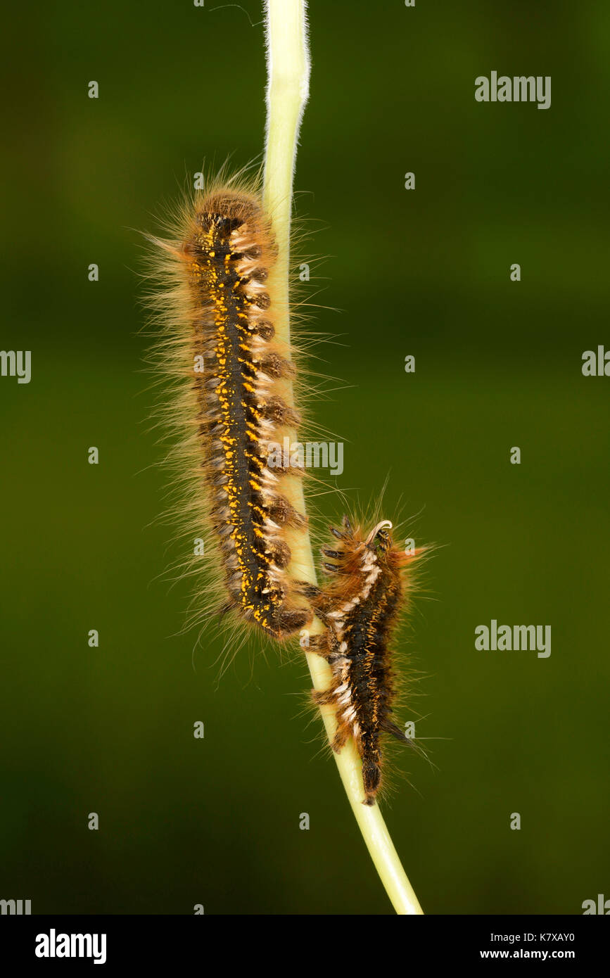 Shed Skin High Resolution Stock Photography and Images - Alamy